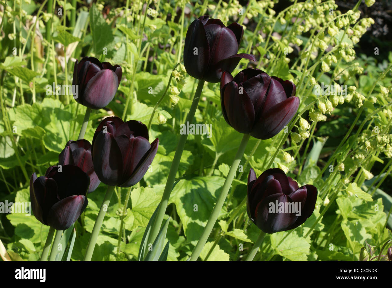 Tulip queen of the night hi-res stock photography and images - Alamy
