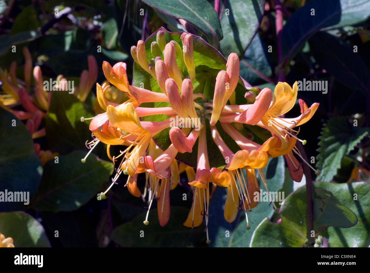Honeysuckle cultivar. Lonicera sp Stock Photo - Alamy