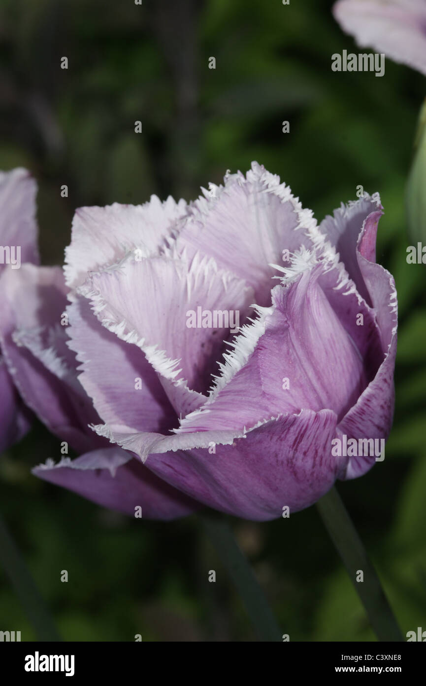 Tulip 'Blue Heron' Fringed tulip Stock Photo - Alamy