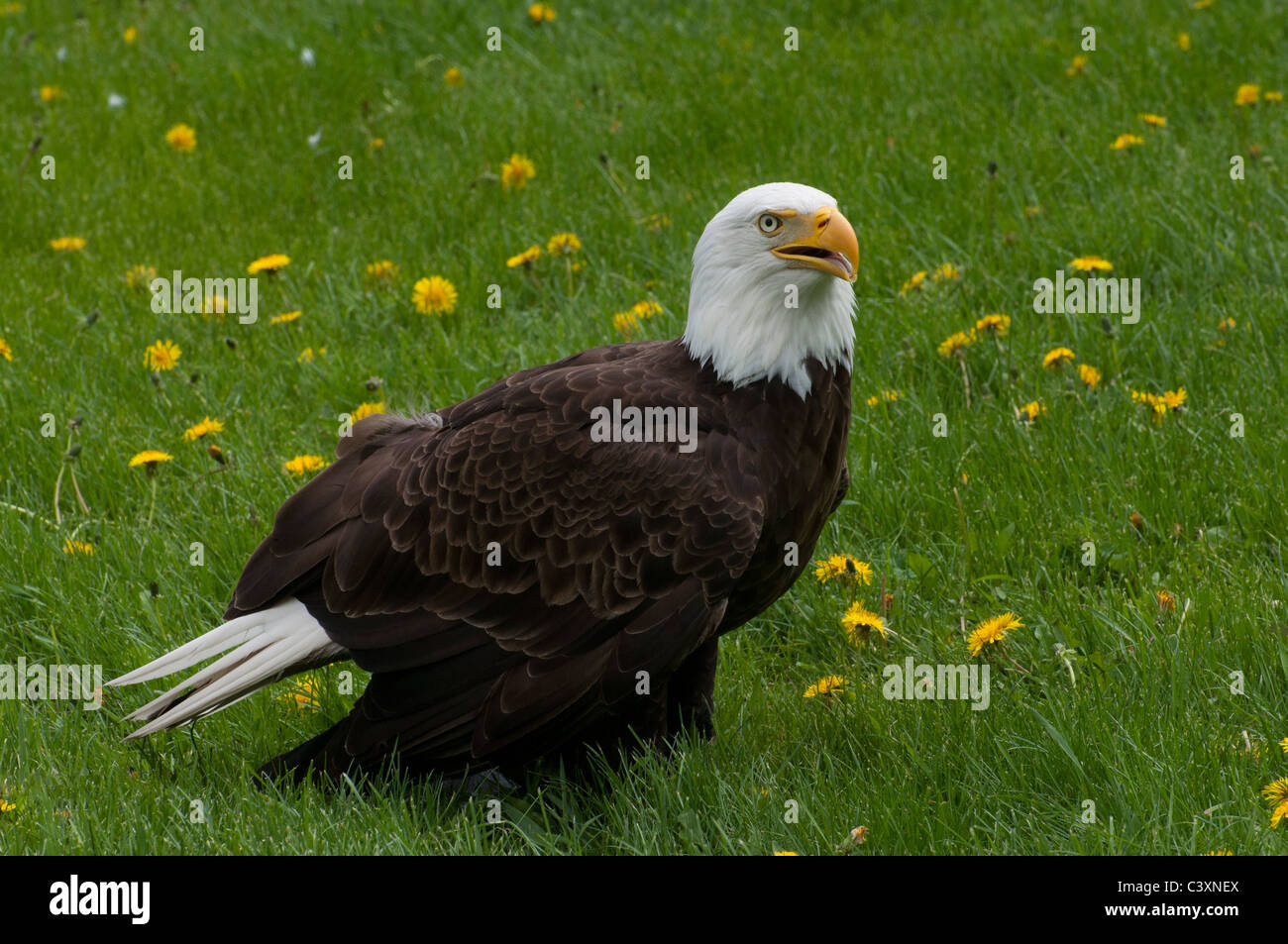 A Bald Eagle on the ground Stock Photo - Alamy