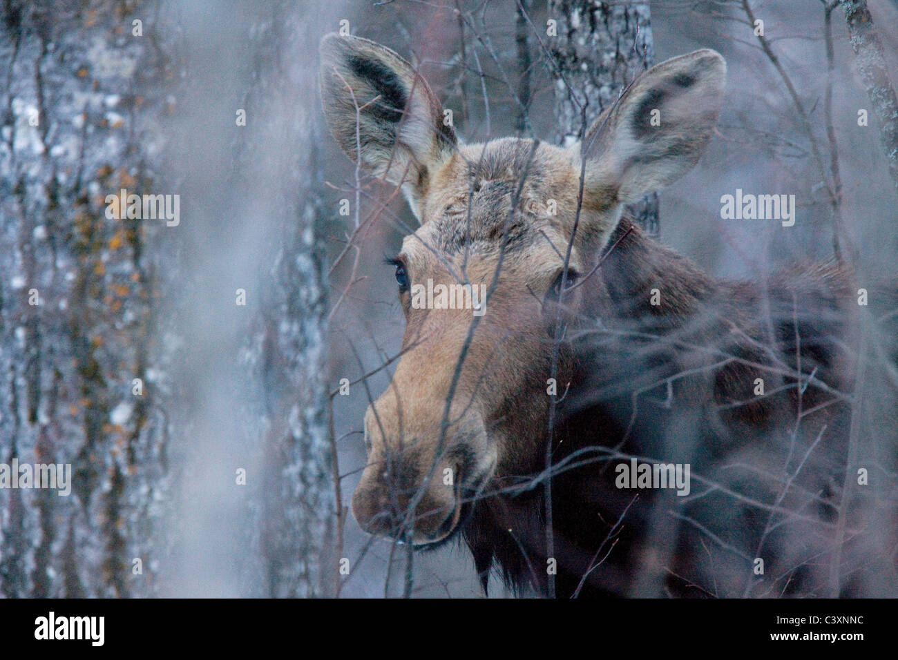Moose in Winter Riding Mountain Park Manitoba Canada Stock Photo - Alamy