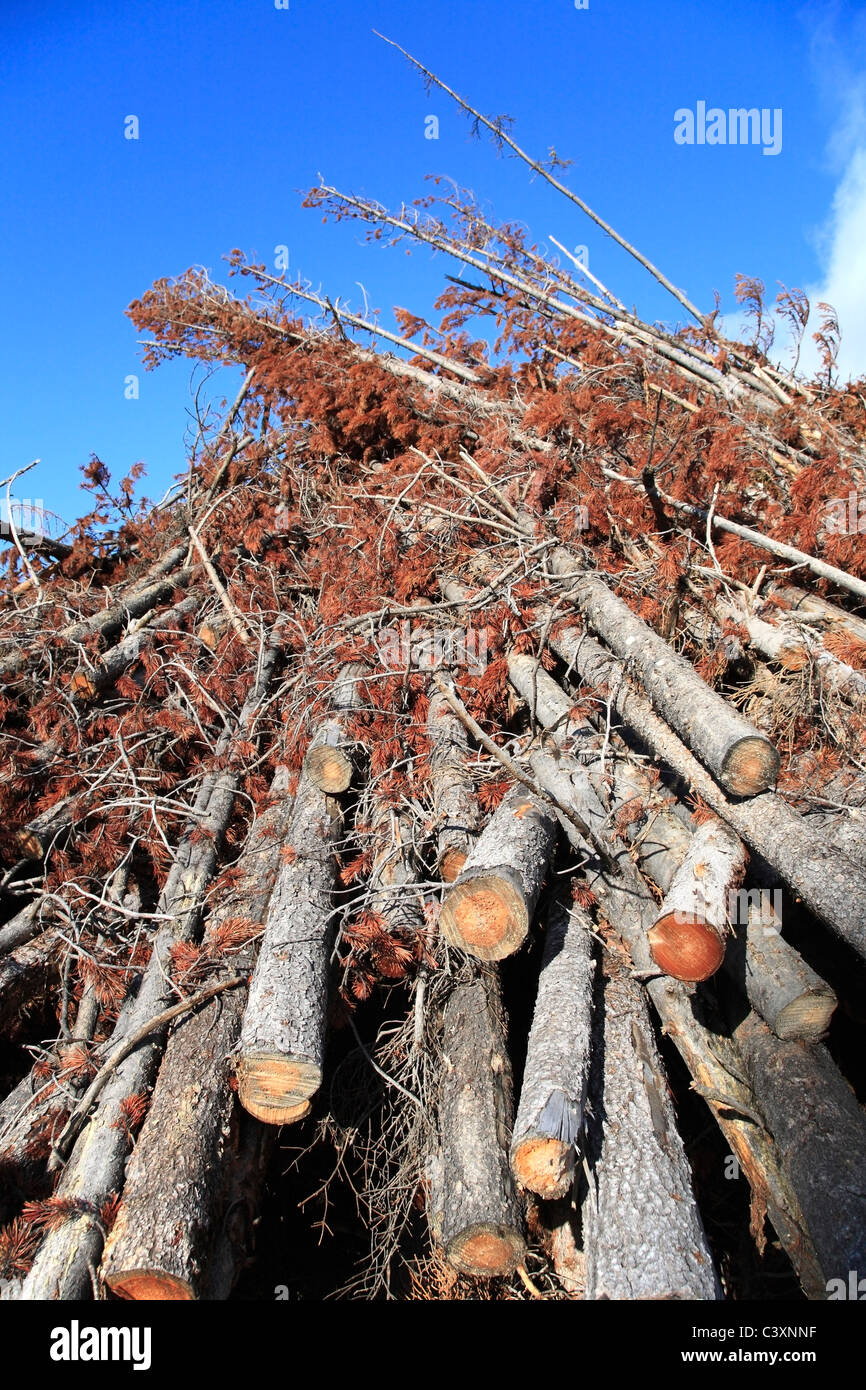 Logging slash in mountain pine beetle infested cutblocks, Bulkley ...