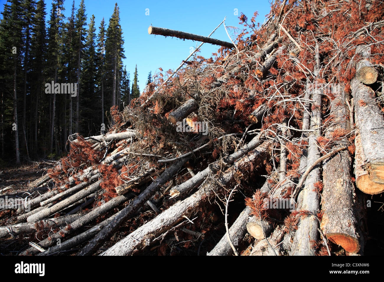 Logging slash in mountain pine beetle infested cutblocks, Bulkley ...