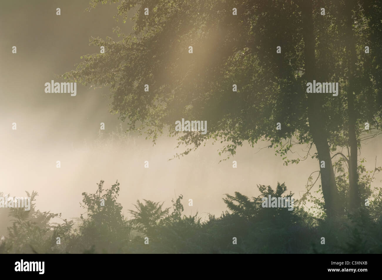 Lowland heath at sunrise, Hothfield Heathlands, Kent, England, August ...