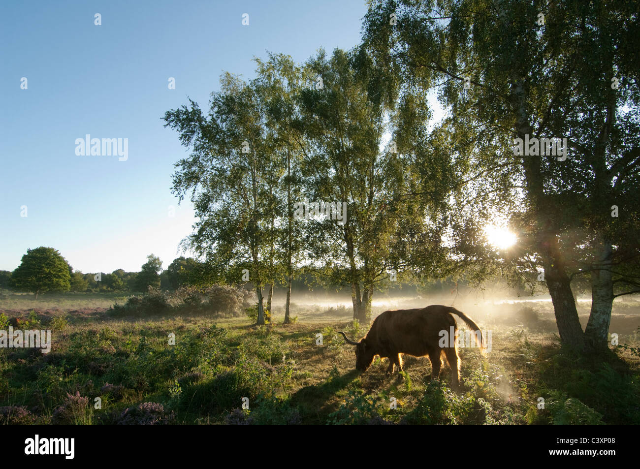 Highland cattle in lowland heath habitat at sunrise, Hothfield ...