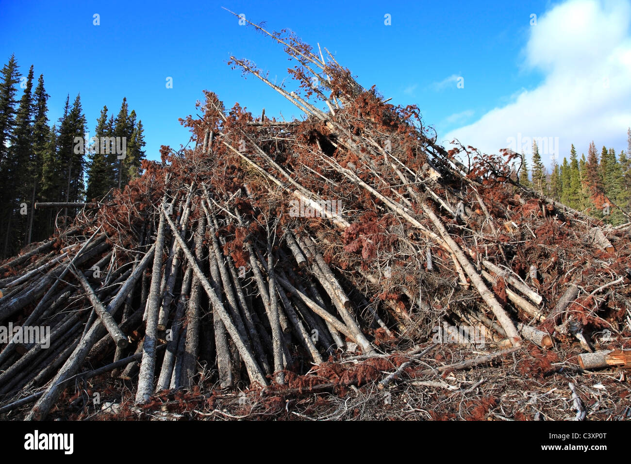 Logging slash in mountain pine beetle infested cutblocks, Bulkley ...
