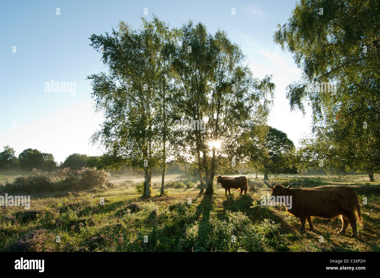 Highland cattle in lowland heath habitat at sunrise, Hothfield ...