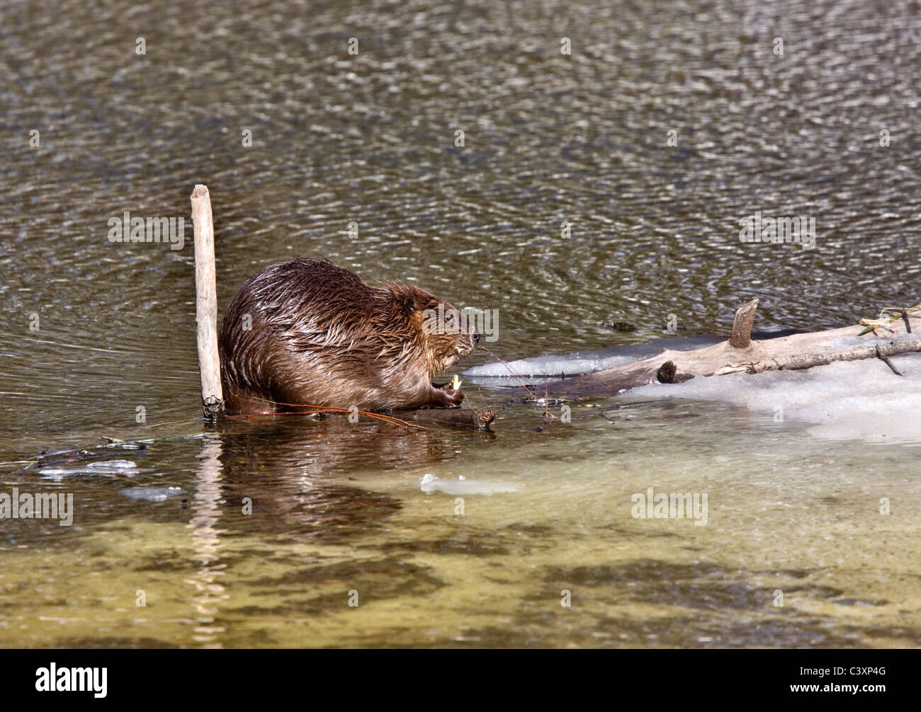Beaver dragging tree hi-res stock photography and images - Alamy