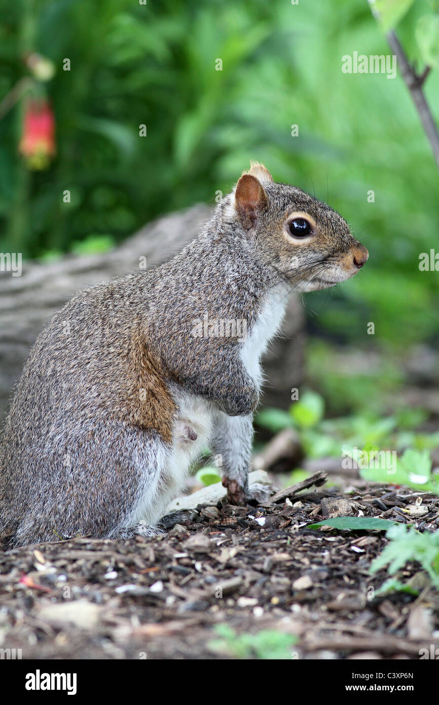 gray squirrel in backyard Stock Photo - Alamy