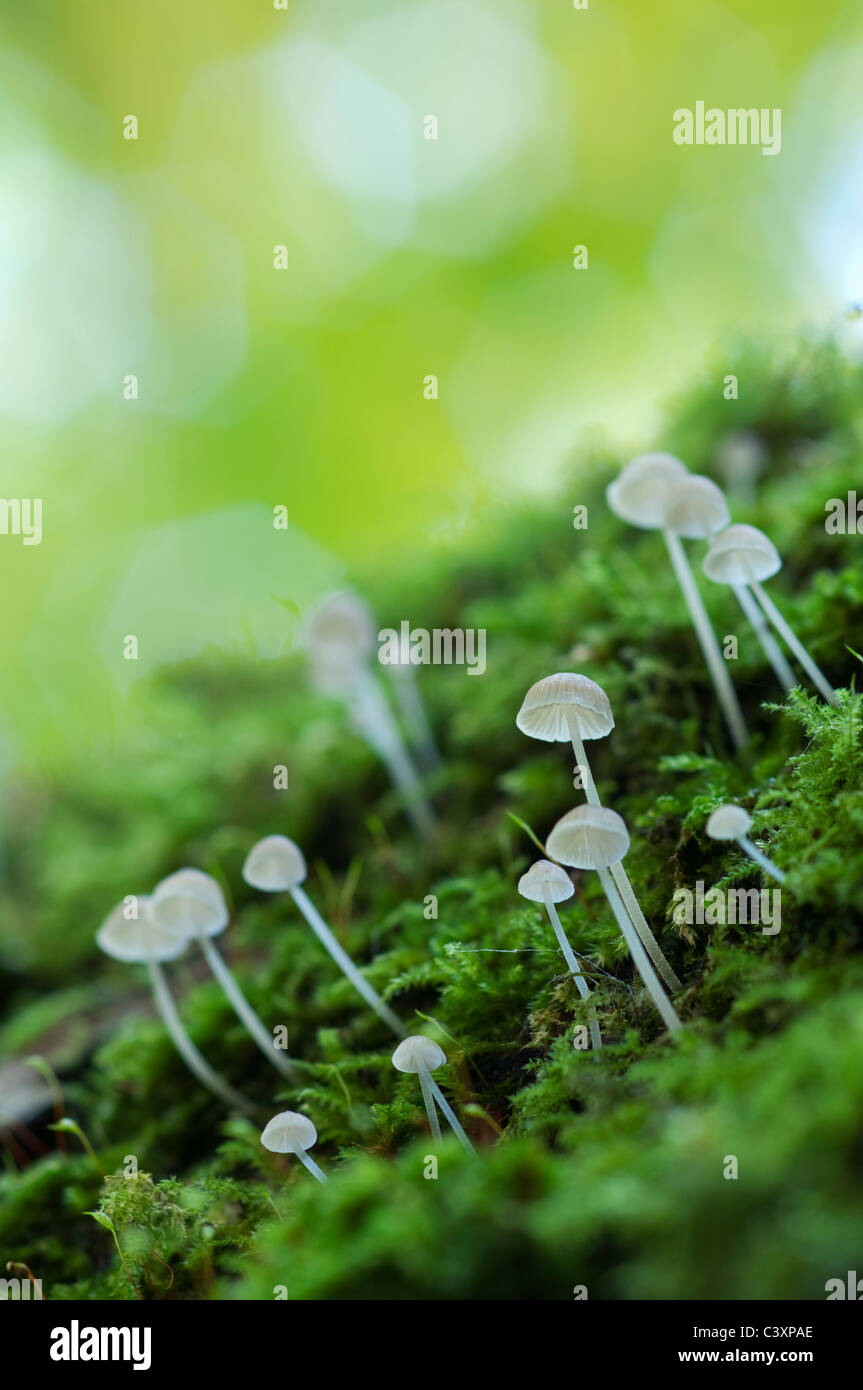 Mycena species, fruiting bodies, Kent, England, October.Canis Stock ...