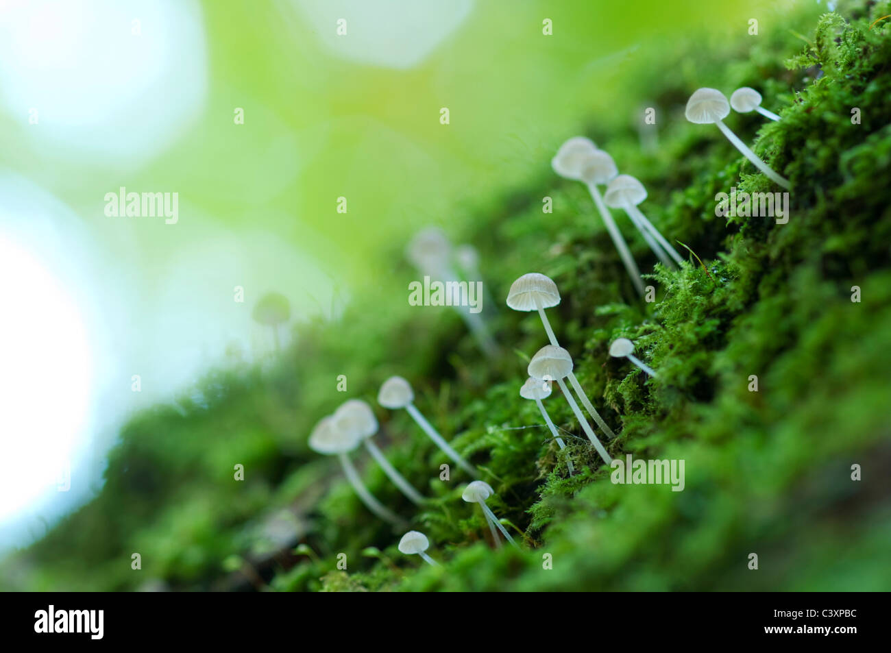 Mycena species, fungi, fruiting bodies, Kent, England, October Stock ...