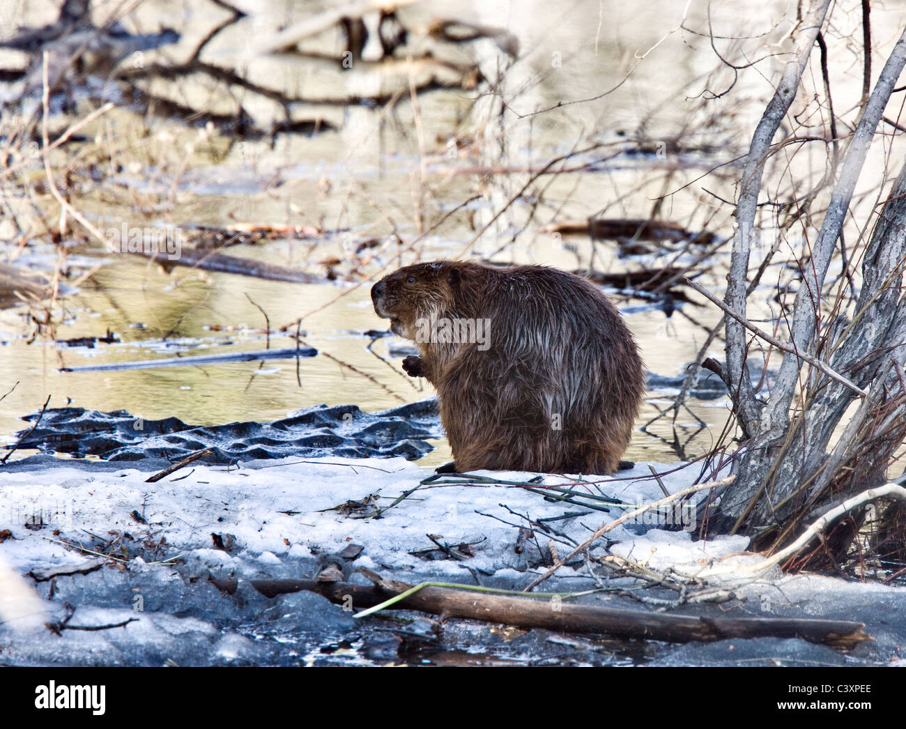 Beaver dragging tree hi-res stock photography and images - Alamy
