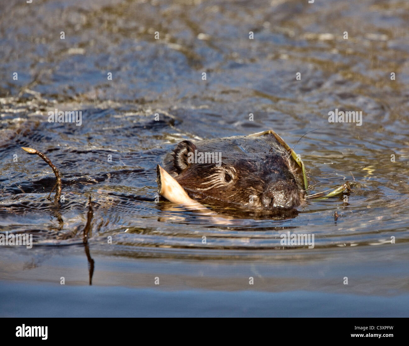 Beaver dragging tree hi-res stock photography and images - Alamy