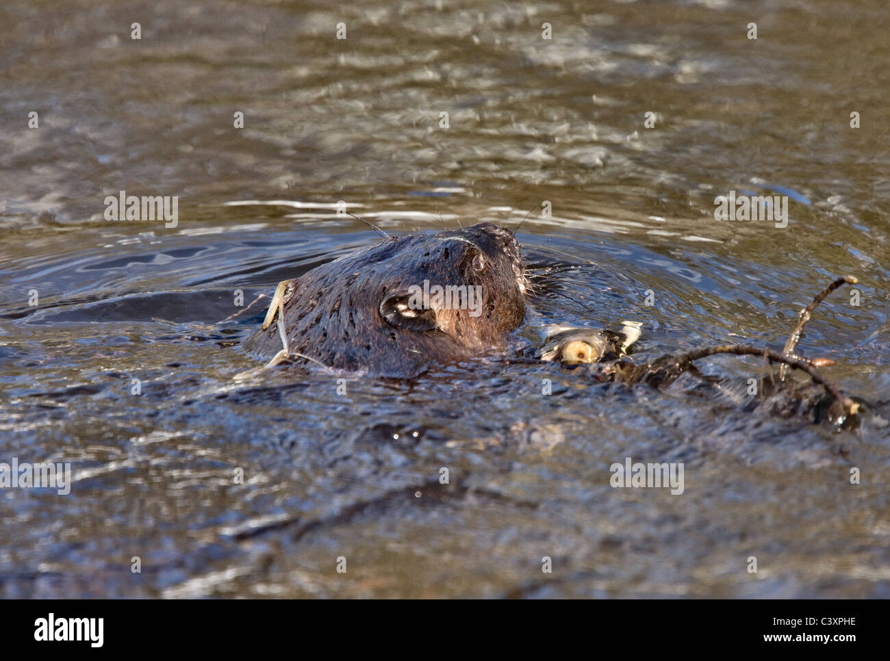 Beaver dragging tree hi-res stock photography and images - Alamy