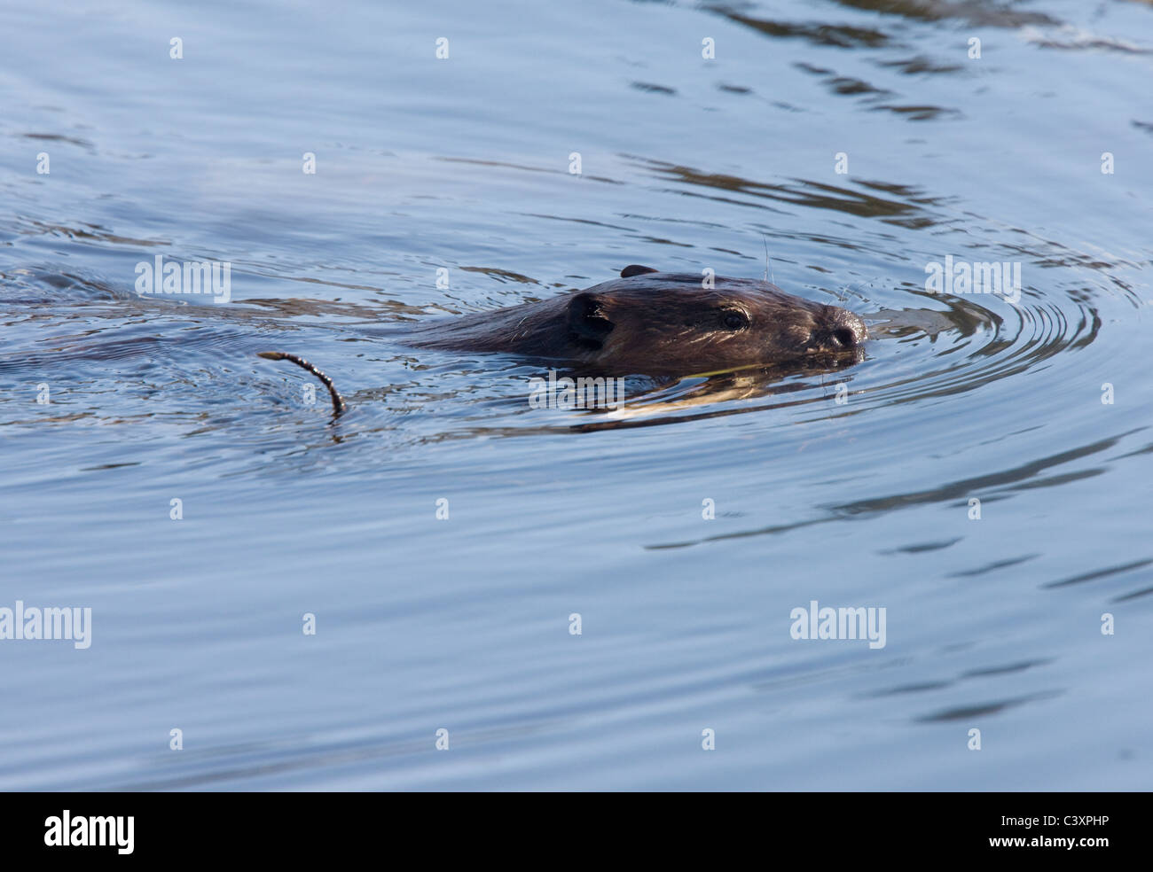 Beaver dragging tree hi-res stock photography and images - Alamy