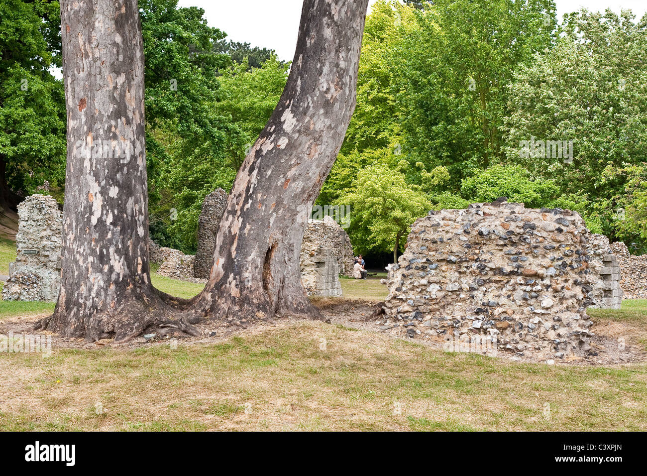 Double tree trunk hi-res stock photography and images - Alamy