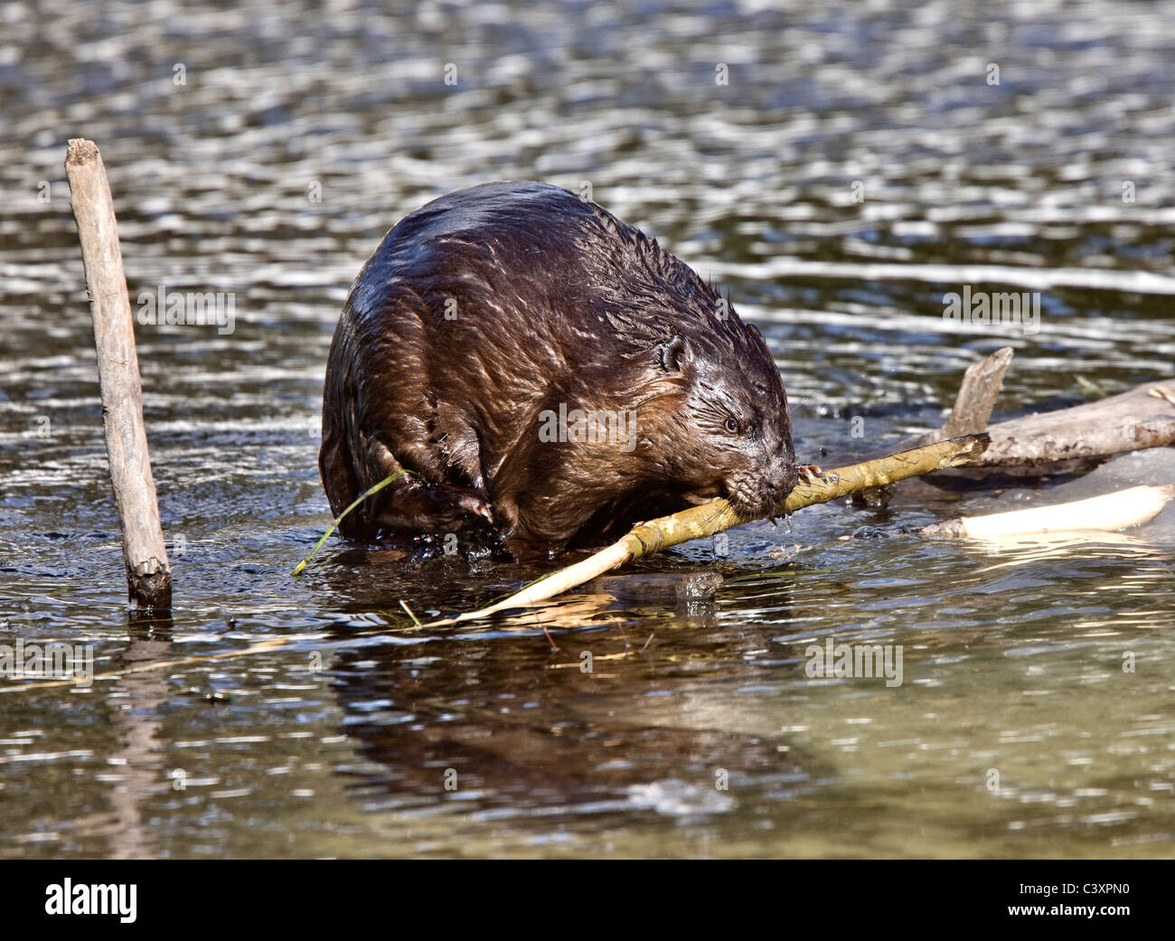 Beaver dragging tree hi-res stock photography and images - Alamy