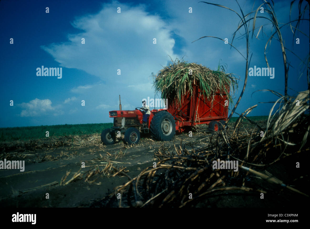 Load of sugar-cane being brought to the depot by tractor on Kenama ...