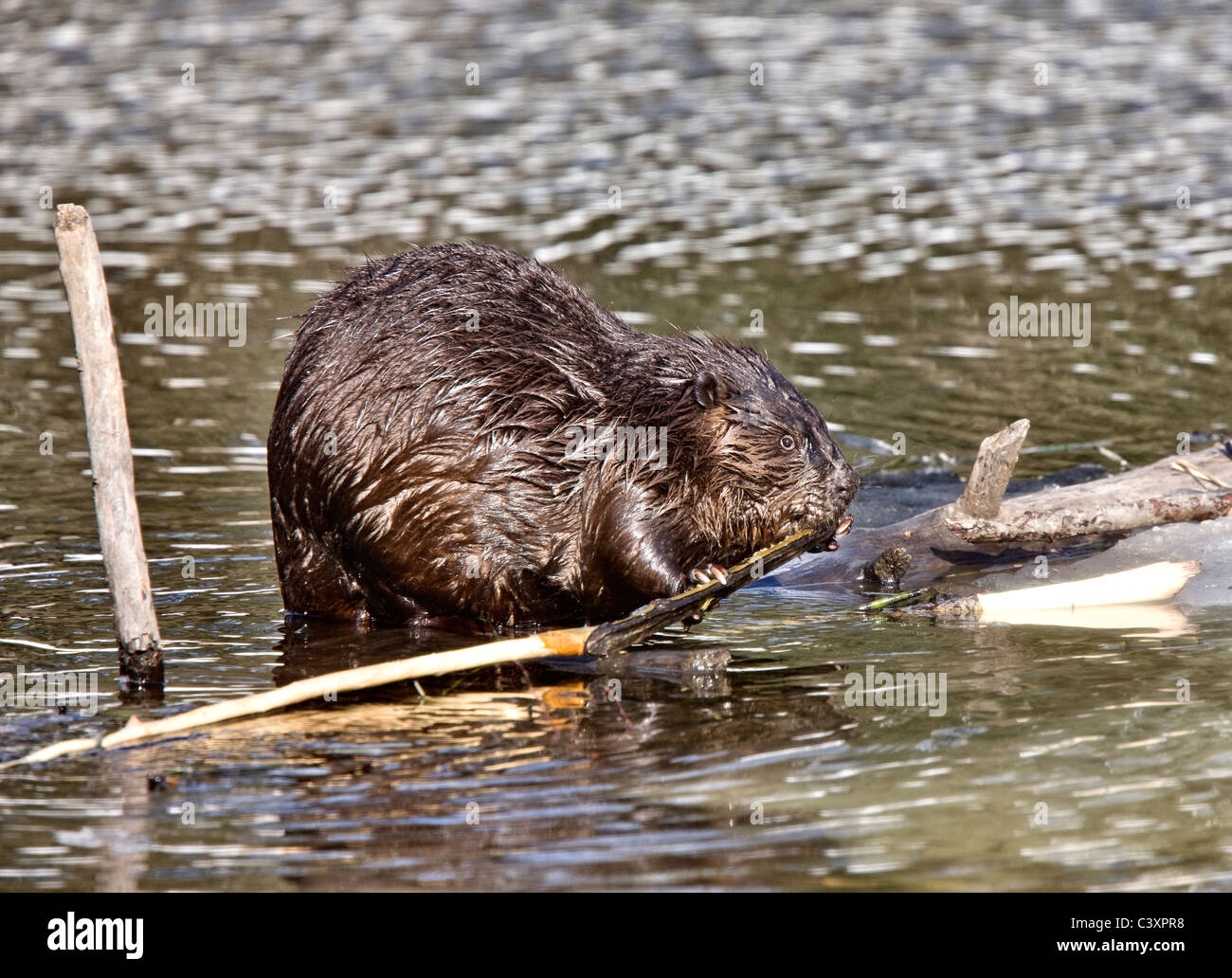 Beaver work in nature hi-res stock photography and images - Alamy