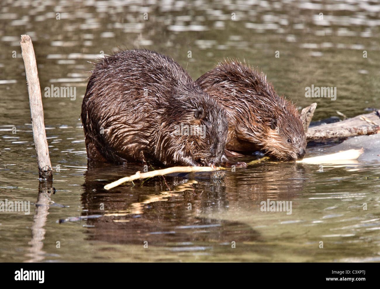 Beaver dragging tree hi-res stock photography and images - Alamy