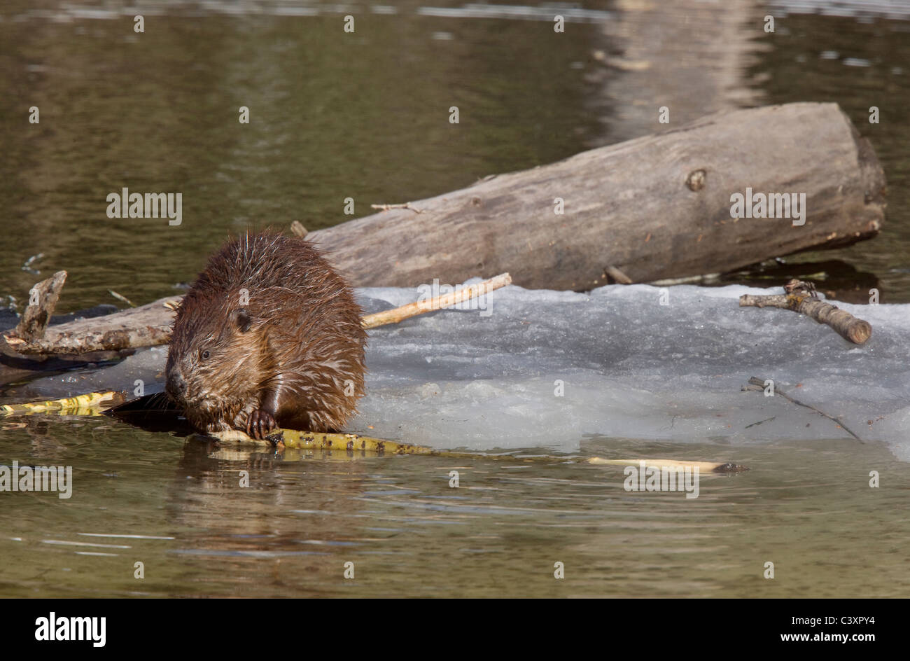 Beaver dragging tree hi-res stock photography and images - Alamy