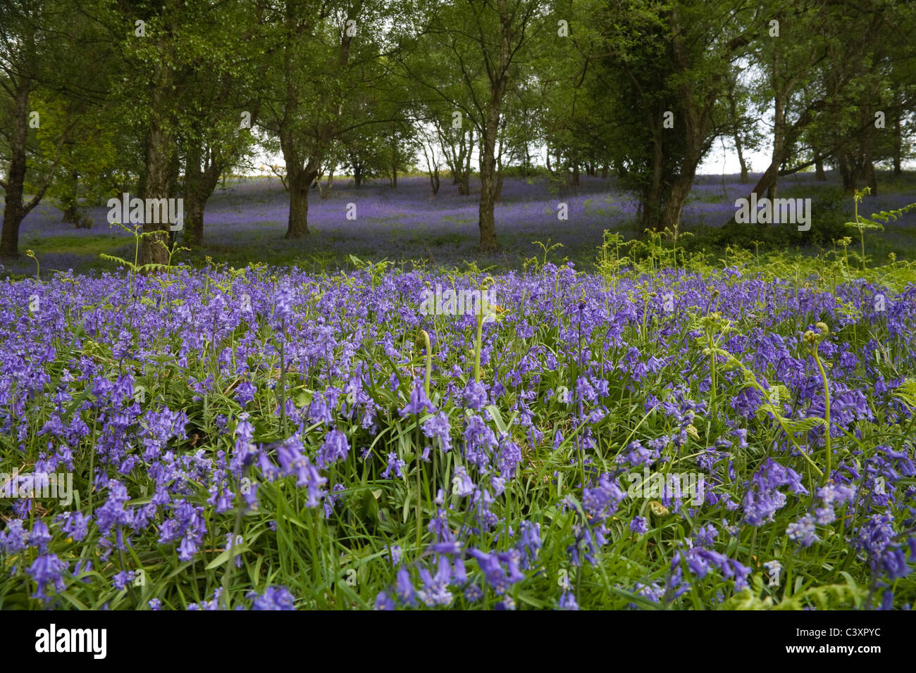 Worcestershire England UK May Wonderful display of bluebells on a slope ...