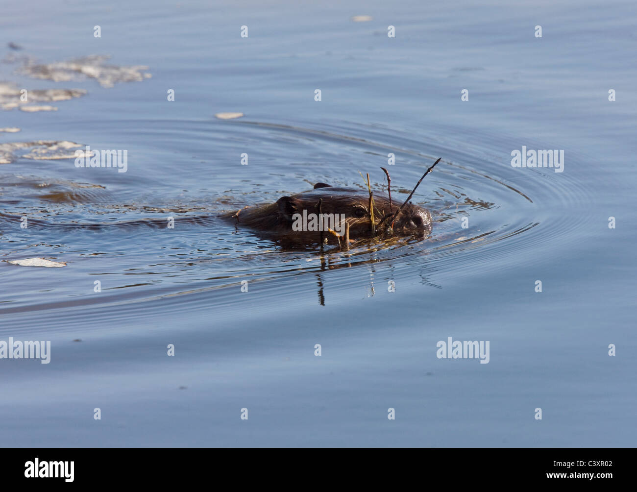 Beaver dragging tree hi-res stock photography and images - Alamy