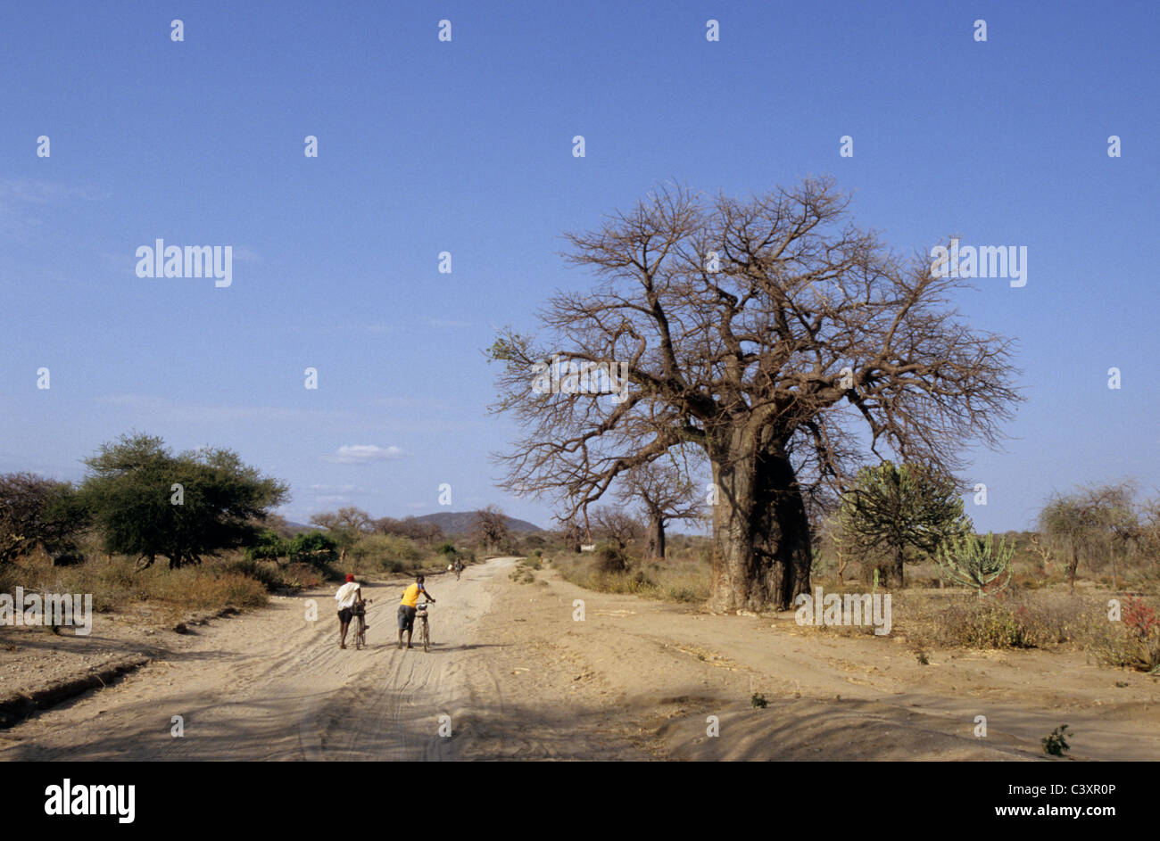 Giant Baobab tree (Adansonia digitata), Tanzania Stock Photo - Alamy