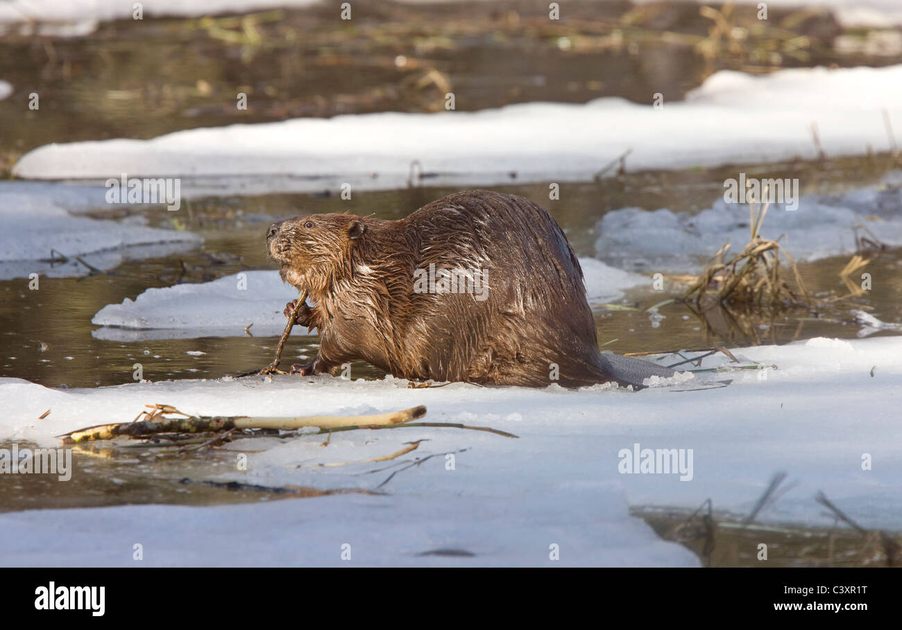 Beaver dragging tree hi-res stock photography and images - Alamy