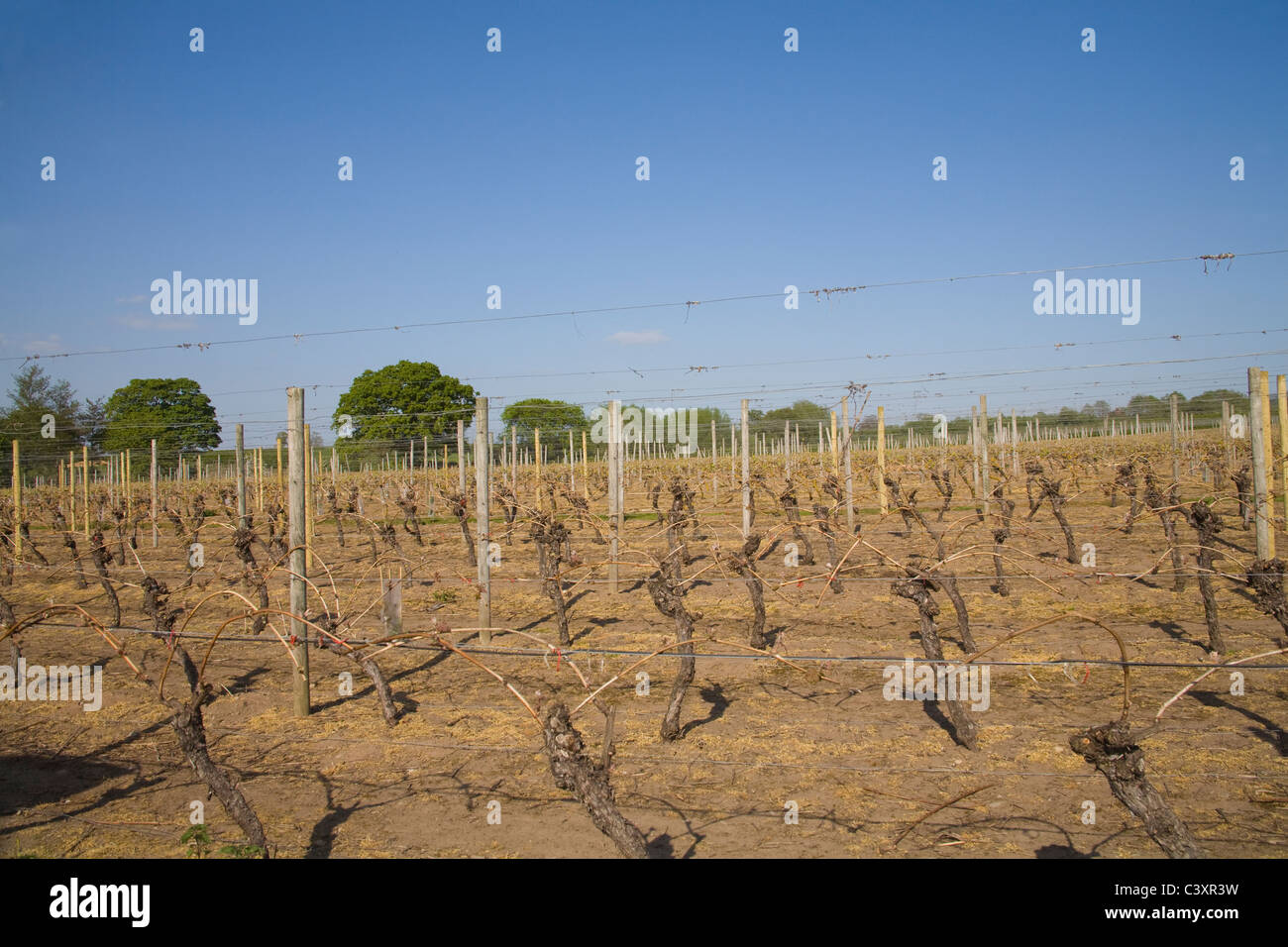 Wroxeter roman vineyard hi-res stock photography and images - Alamy