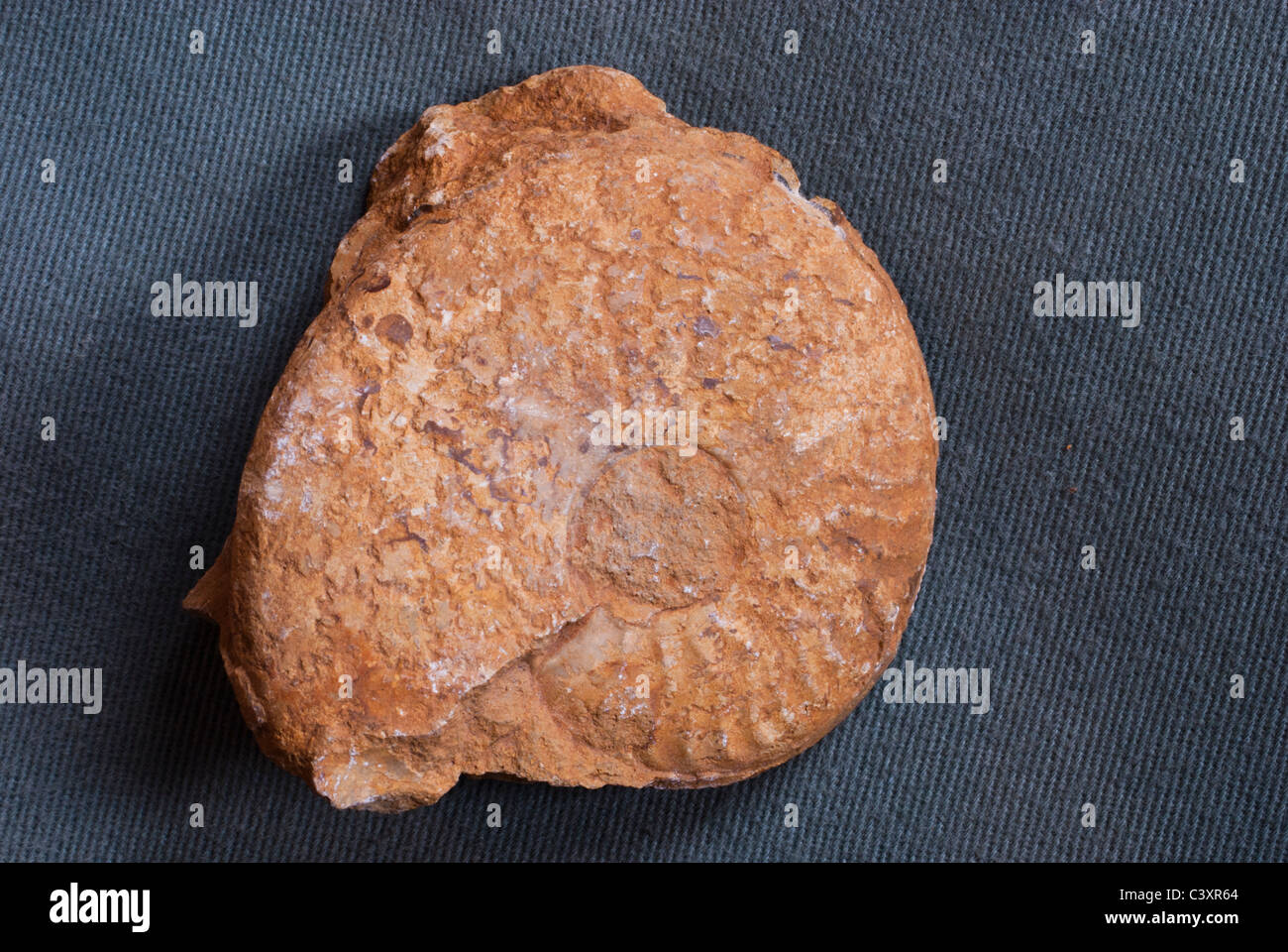Ammonite shell hi-res stock photography and images - Alamy