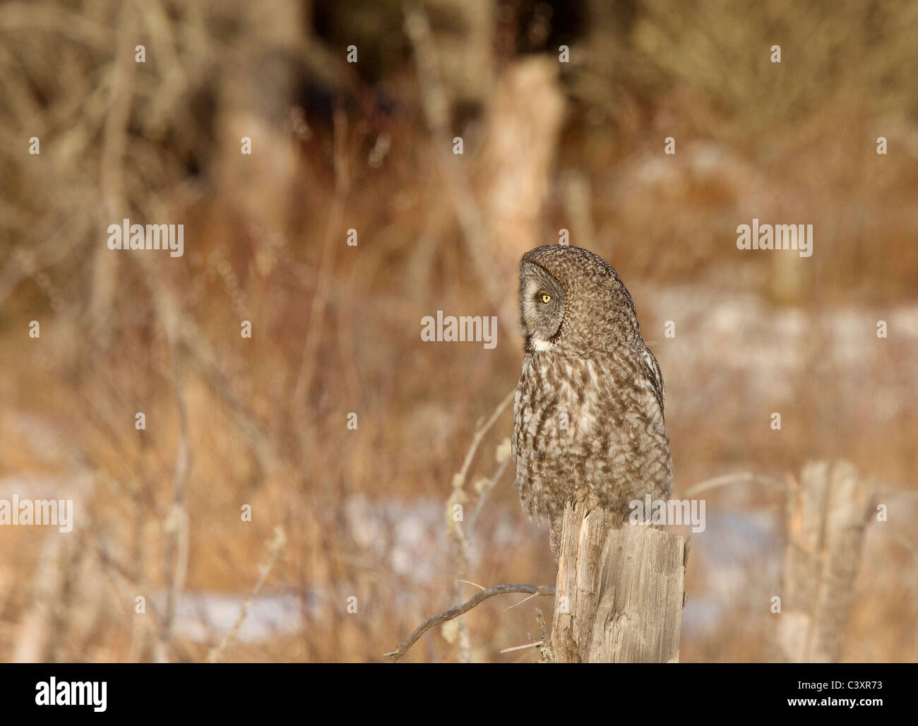 Great Gray Owl Manitoba Canada Stock Photo - Alamy