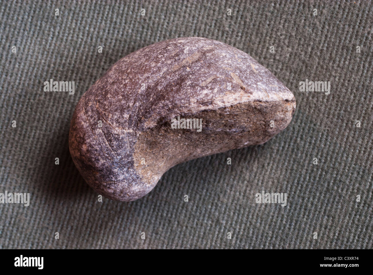 Devils toenail hi-res stock photography and images - Alamy