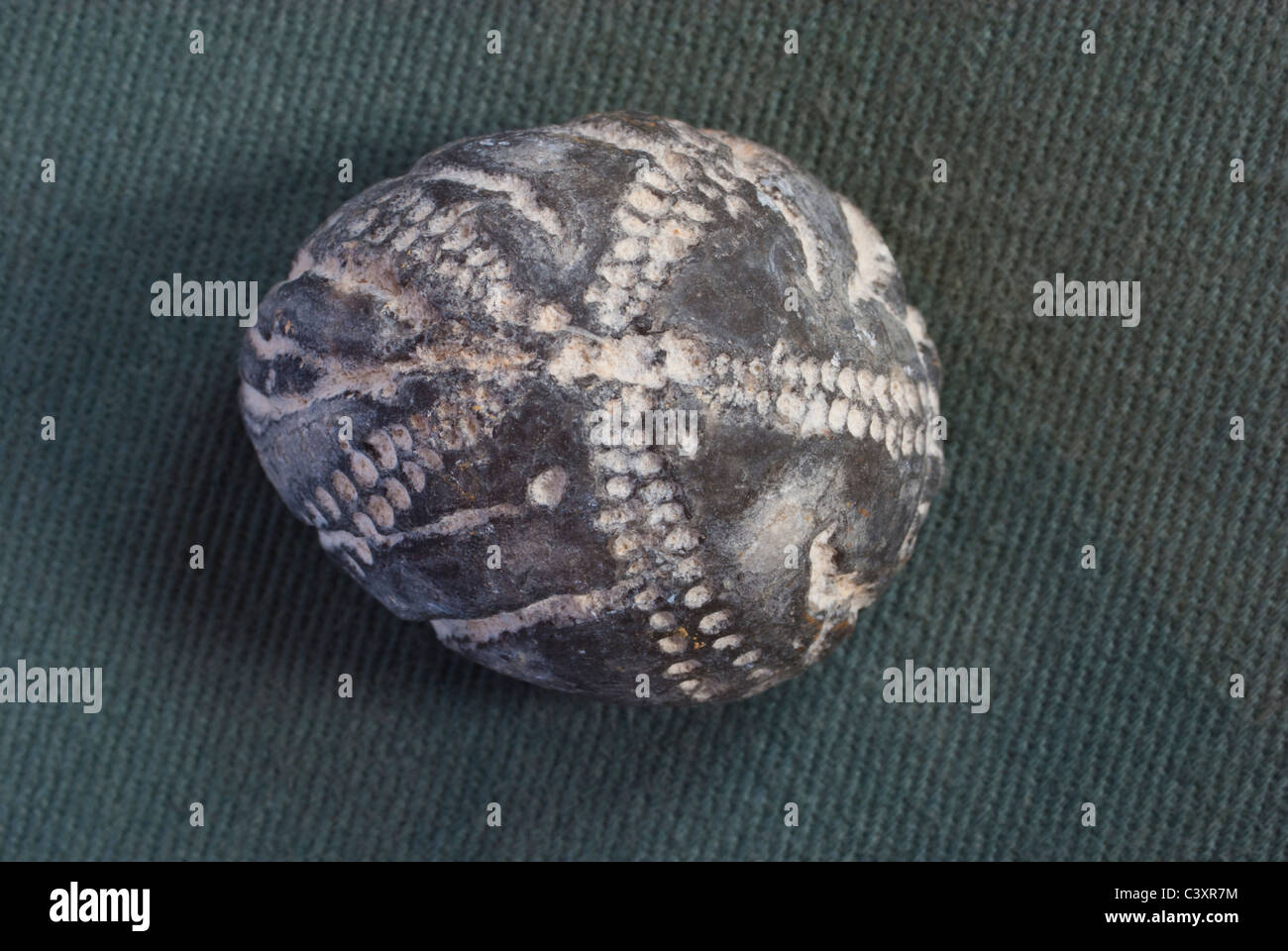 Sea urchin echinoid fossil hi-res stock photography and images - Alamy