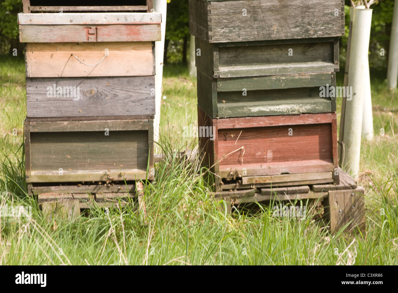 UK Active bees around bee hives alongside newly planted trees Stock ...