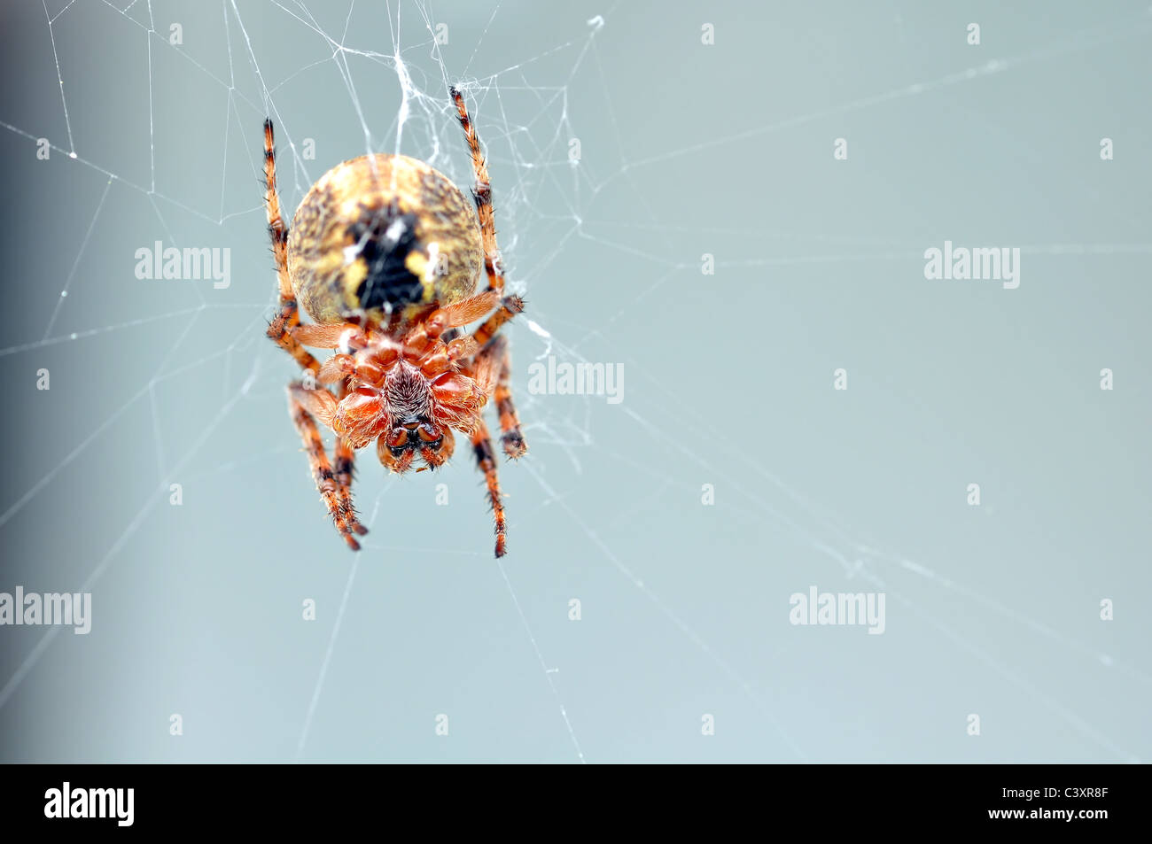 Looking under a garden spider, orb weaver, resting on its web on a grey ...