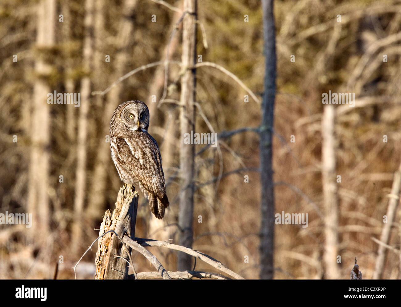 Great Gray Owl Manitoba Canada Stock Photo - Alamy
