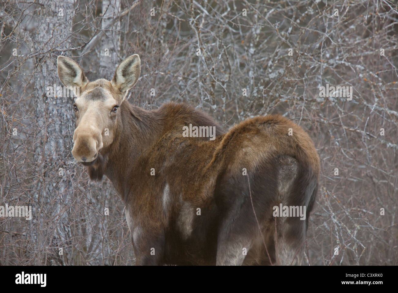 Riding moose hi-res stock photography and images - Alamy
