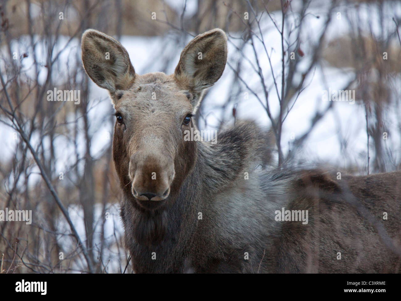Manitoba moose game hi-res stock photography and images - Alamy