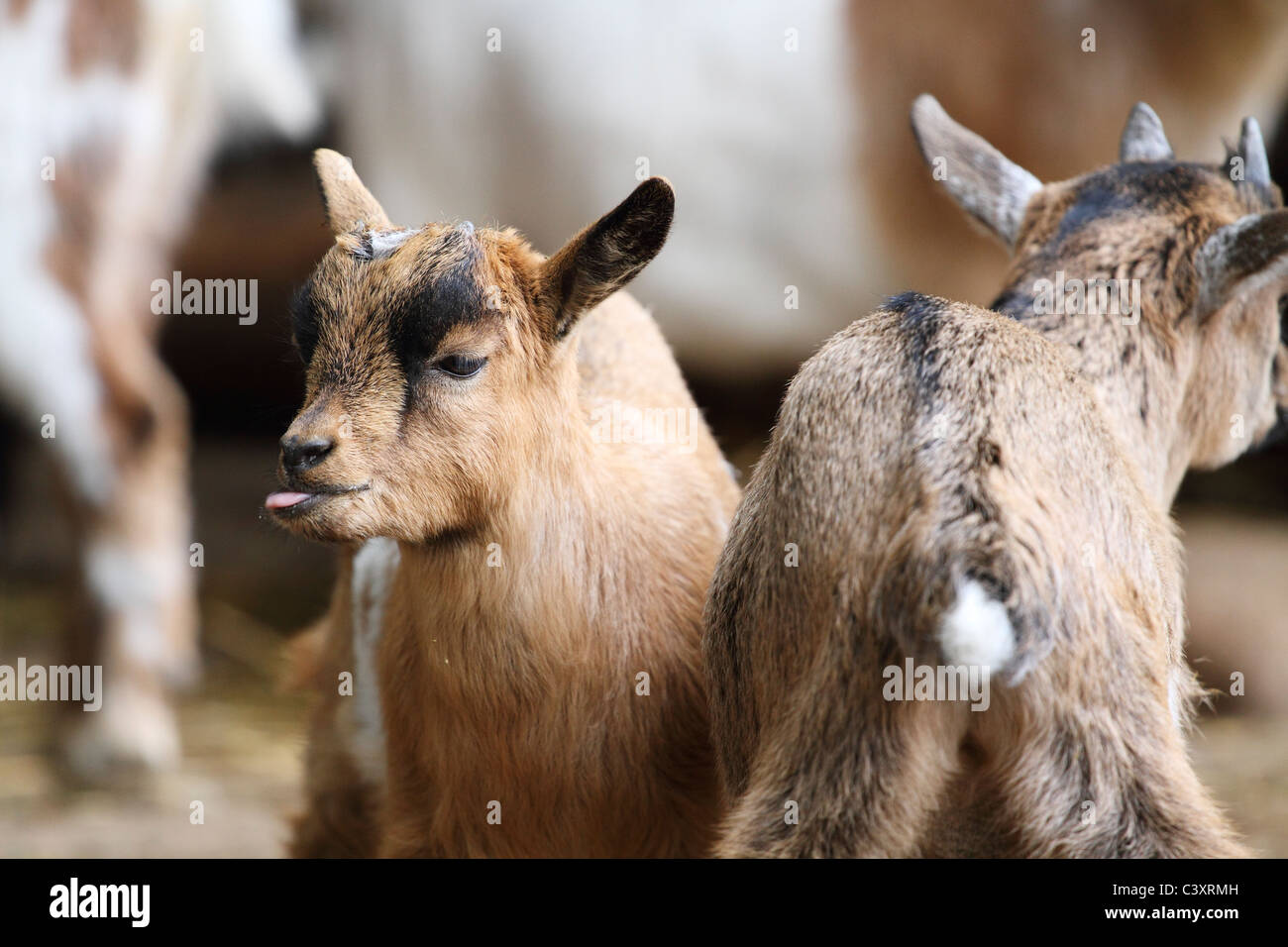Two young goats standing together Stock Photo - Alamy