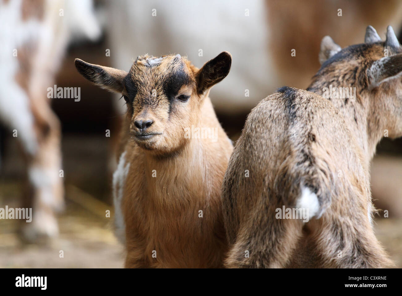 Two young goats standing together Stock Photo - Alamy