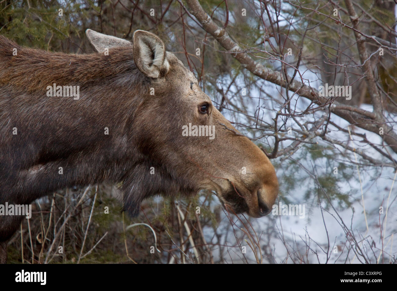 Moose in Winter Riding Mountain Park Manitoba Canada Stock Photo - Alamy