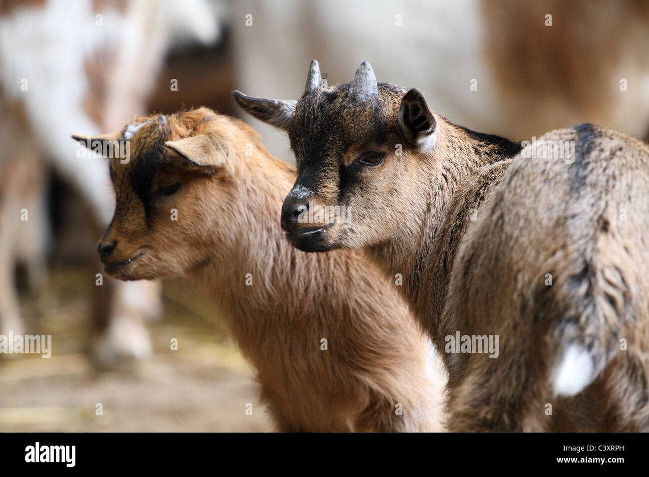 Two young goats standing together Stock Photo - Alamy