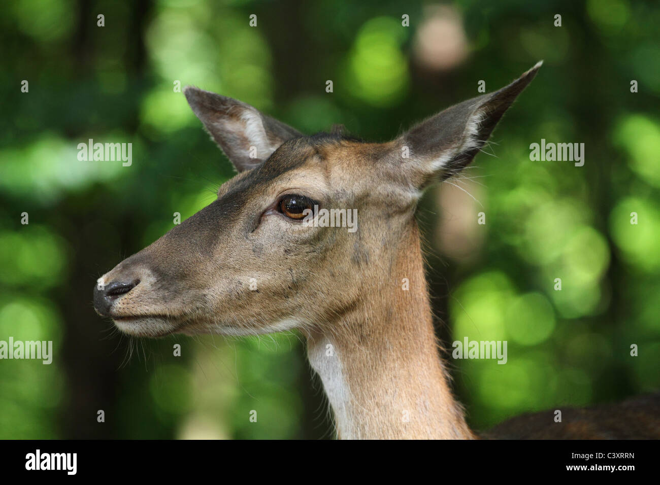 Sad deer hi-res stock photography and images - Alamy