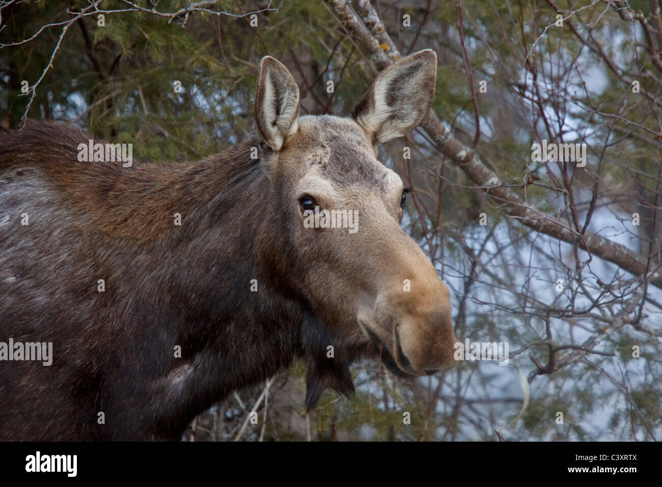 Moose in Winter Riding Mountain Park Manitoba Canada Stock Photo - Alamy