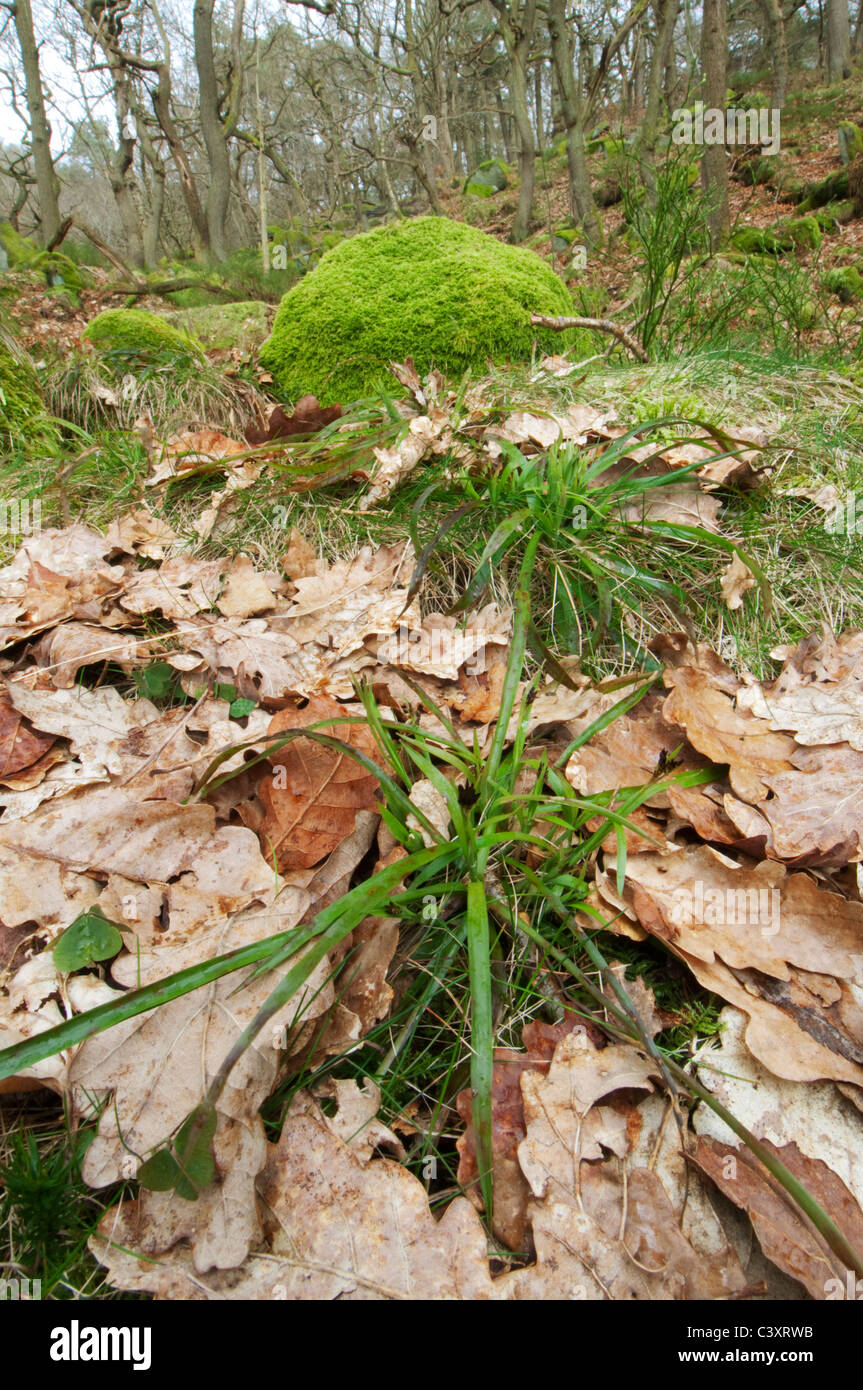 Lowland oakwood in spring, Padley Gorge, Peak District National Park ...