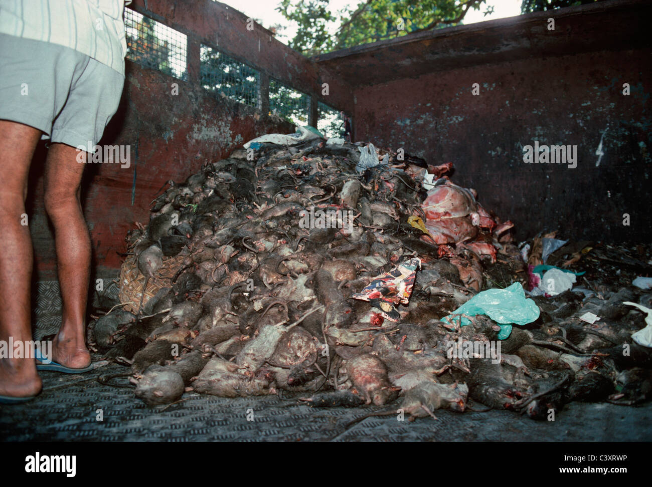 Rat infestation hi-res stock photography and images - Alamy