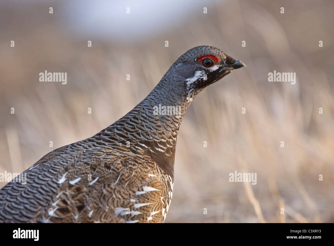 Spruce Grouse in Manitoba Canada beautiful colors in spring Stock Photo ...