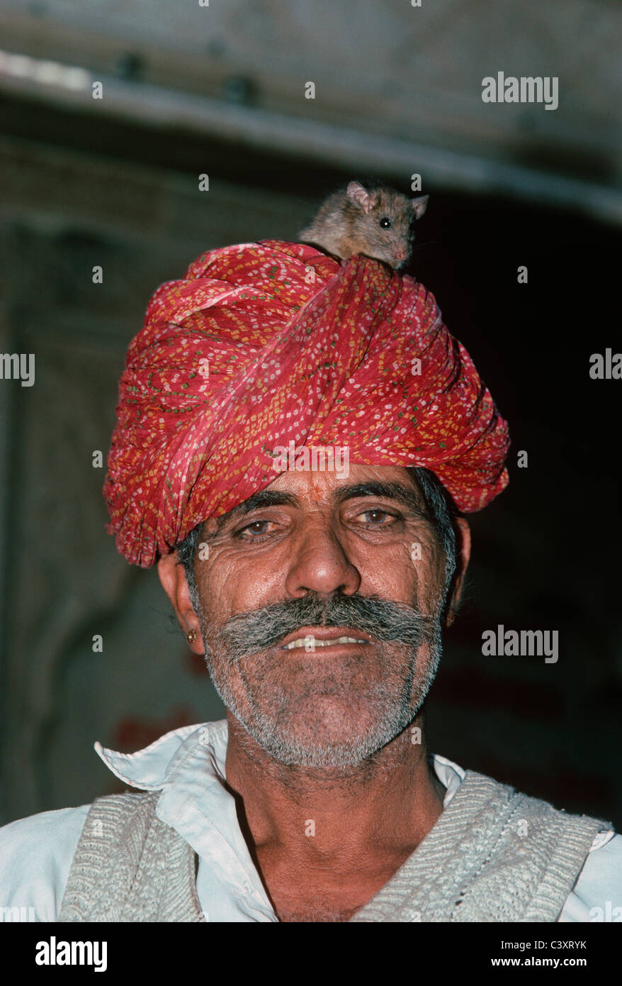 Indian Priest with a rat on his head at the Deshnoke Temple. Rajasthan ...