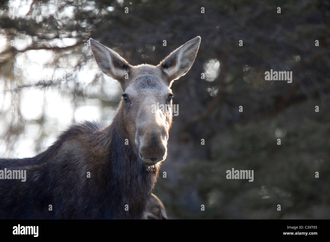 Riding moose hi-res stock photography and images - Alamy